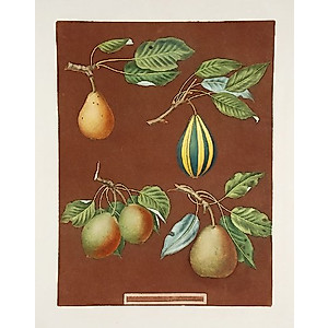 [Pears] Striped Vert Longue