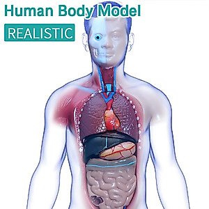 LVCHEN Human Body Model - Human Torso Anatomy Model 15 Pcs Removable Parts with Heart Visceral Brain Skeleto for Preschool & School Science Medical Education Display 28cm/11in