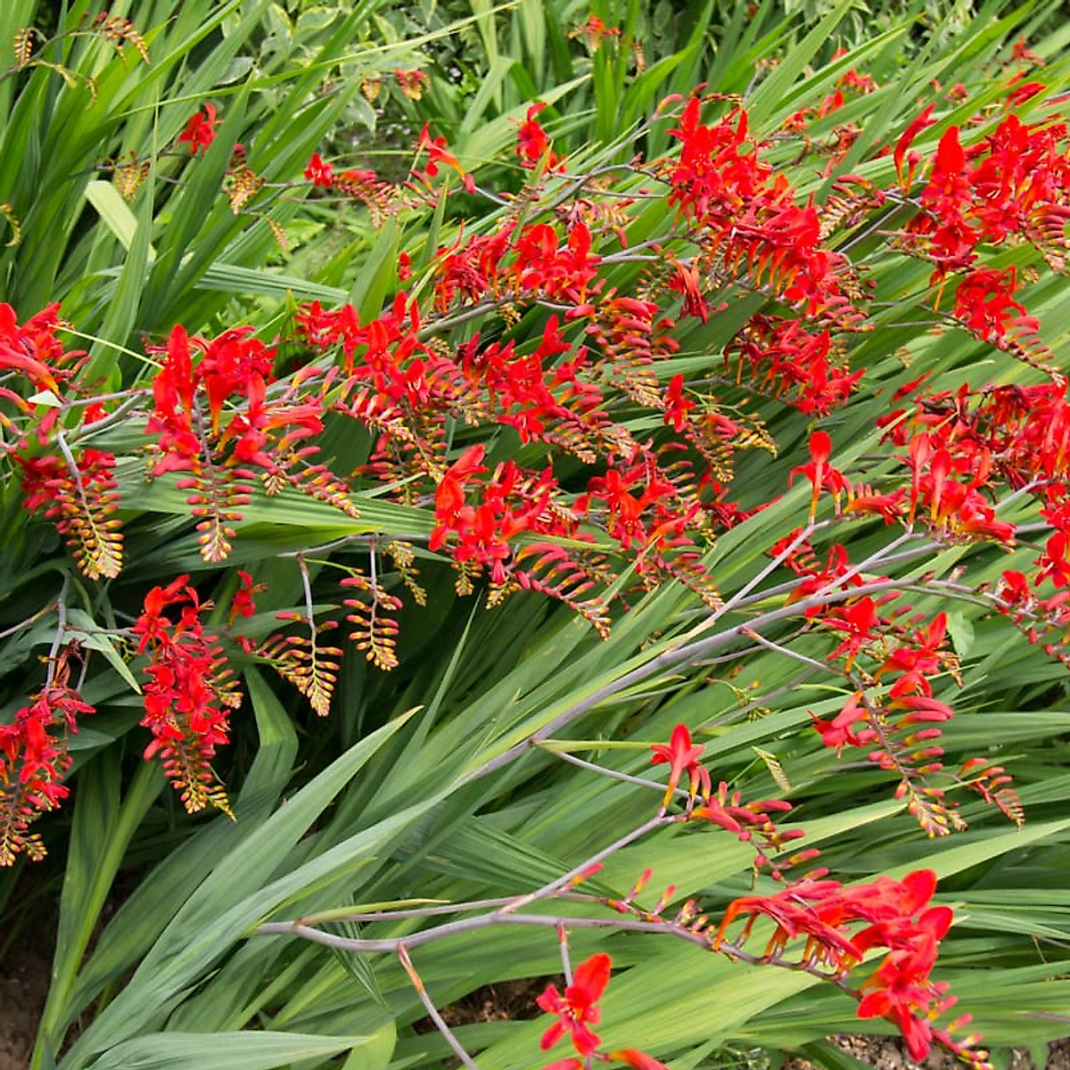 10 Red Crocosmia Lucifer Bulb Large Size, Crocosmia Corms for Planting Ornaments Perennial Garden to Grow Pots