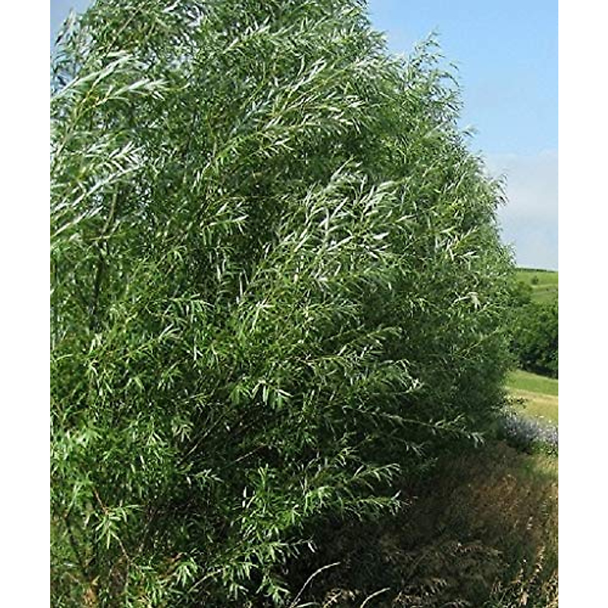 4 Huge 5 Foot Tall Hyrbid Willow Cuttings - Best Privacy Hedge Row Trees - Fast Growing