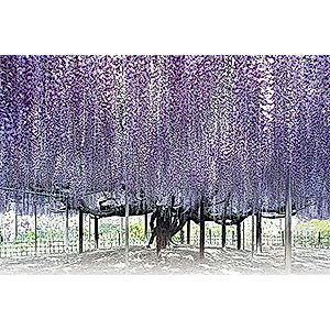 OrgMemory 24 Pack Artificial Wisteria Hanging Flowers Fake Wisteria Garland Silk Vines Ratta Lush Long Flower String for Home Room Wall Outdoor Garden Wedding Party Decorations (Purple)