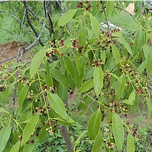 CHUXAY GARDEN Santalum Album Seed,Indian Sandalwood 10 Seeds Exotic Tropical Tree Elegant Aromatic Tree Great for Garden