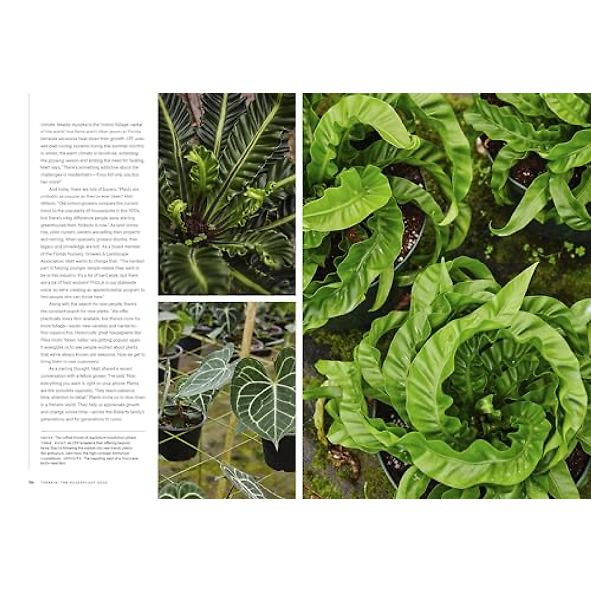 Terrain: The Houseplant Book: An Insider’s Guide to Cultivating and Collecting the Most Sought-After Specimens