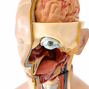 KINOFU Teaching Model, Human Torso Body Model 55Cm Anatomy Anatomical Medical Internal Organs Trunk Human Internal Body Model for Teaching Anatomy Biology Teaching Aids