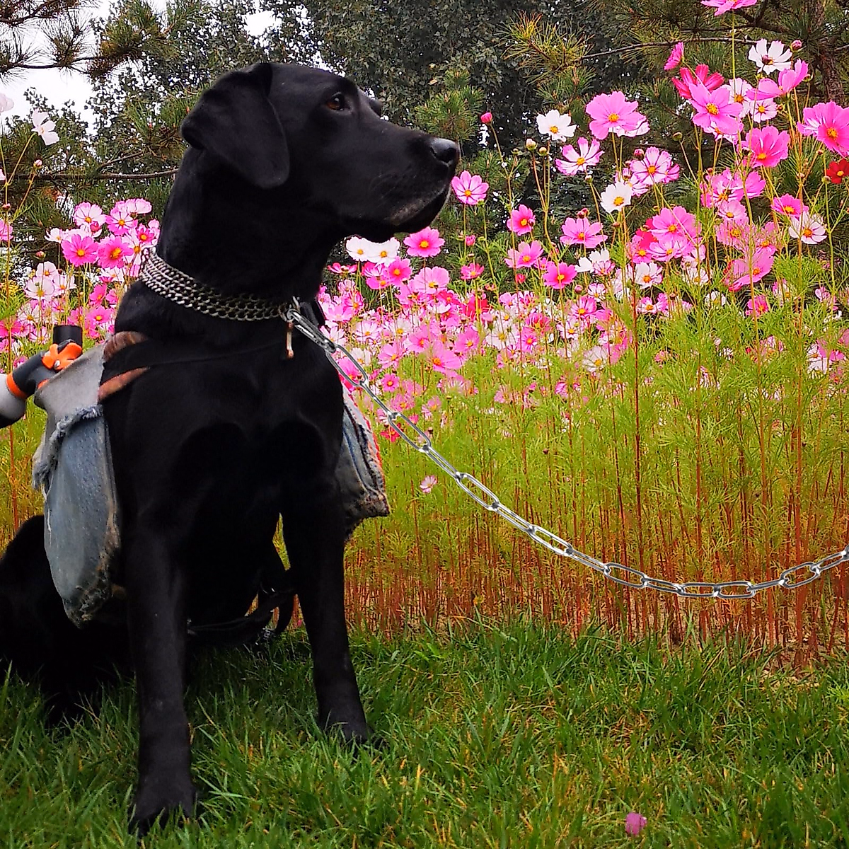 Akascord Clothes Line Chain, Dog Chain Outdoor Travel Clothesline Dog Leads for Yard 304 Stainless Steel Heavy Duty Chain Link Fence