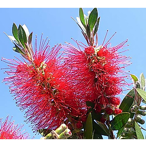 1138-Crimson Bottle Brush (Callistemon citrinus) Seeds by Robsrareandgiantseeds UPC0764425787570 Non-GMO,Organic,USA Grower,Herb,Bonsai,1138 Package of 25 Seeds