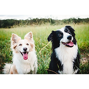 Canine Immune Booster - Immune Support and Health - for Dogs Treats - Premium Advanced Formula - Dog Immune Booster Organic - 180 Treats (3 Bottle)