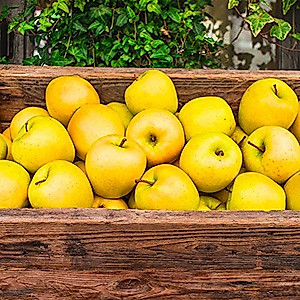 Brighter Blooms - Dwarf Yellow Delicious Apple Trees, 5-6 ft. - One of The Country’s Most Popular Apples - No Shipping to AZ, ID, OR, or CA