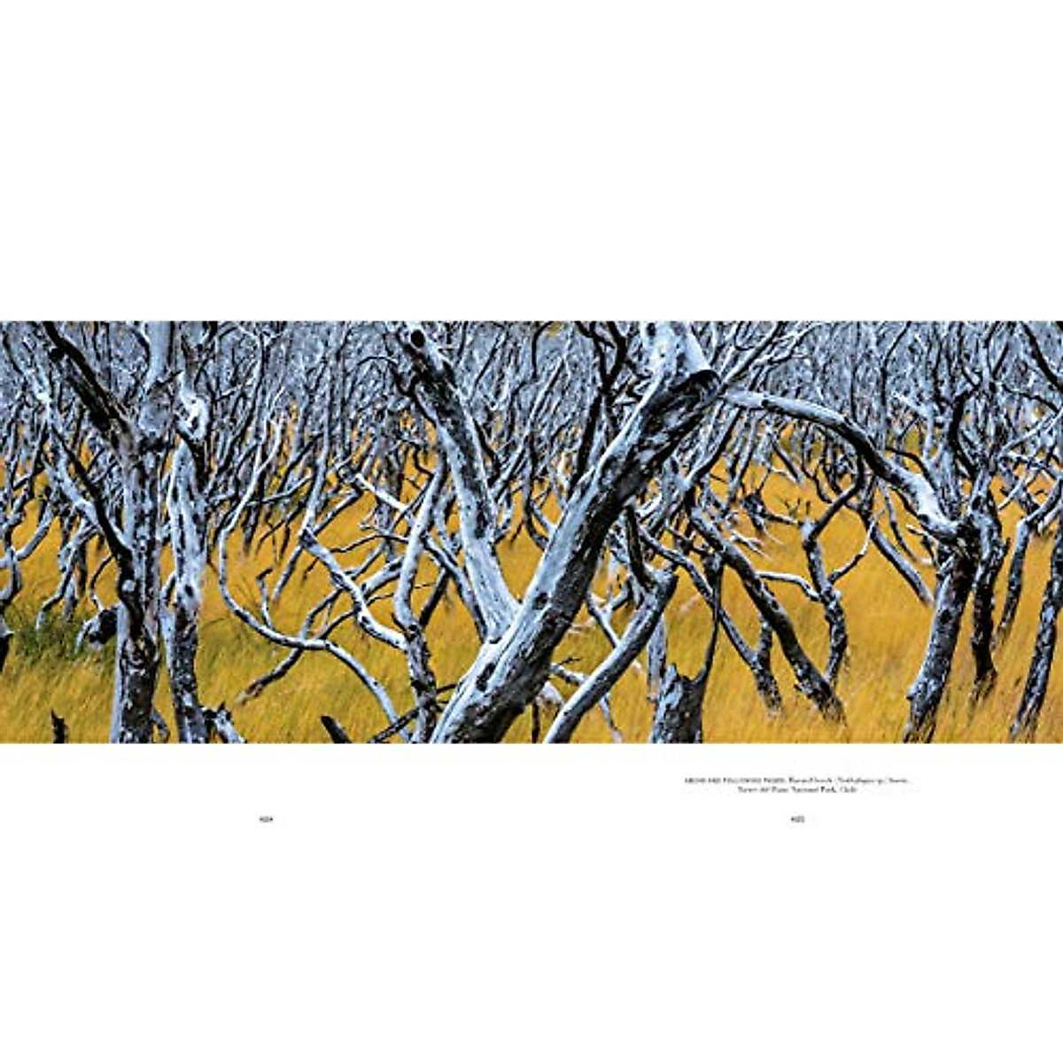 Trees (Gift Edition): Between Earth and Heaven