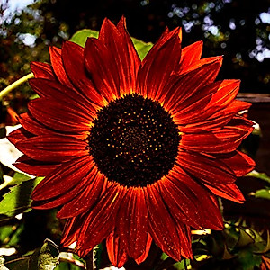 TKE Farms - Chocolate Cherry Sunflower Seeds for Planting, 2 Grams Approx. 50 Seeds, Helianthus annuus (1)