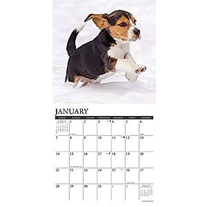 Willow Creek Press Beagle Puppies Monthly 2024 Wall Calendar (12" x 12")