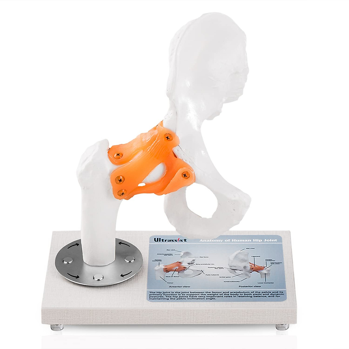 Human Hip Joint Model, Flexible 1:1 Anatomical Model Life Size with Ligaments 360° Rotatable Wooden Display Base, Anatomy Diagram for Classroom Education & Medical Training