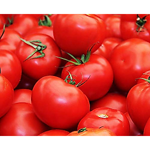 Floradade Tomato - Florida and Deep South Grower - B204 (25+ Seeds, or 1/10 Gram)
