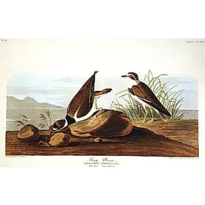 Ring Plover. From"The Birds of America" (Amsterdam Edition)