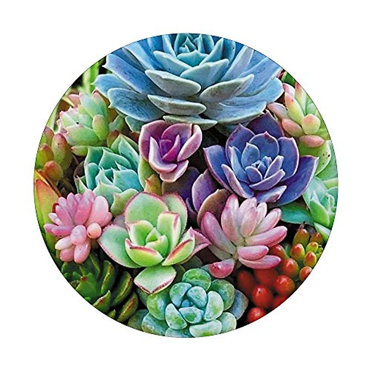 Cute colorful succulent plants flower pattern PopSockets Swappable PopGrip