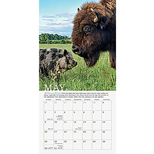 Unlikely Friendships Mini Wall Calendar 2021