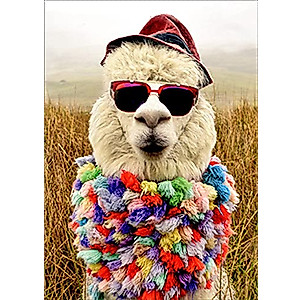Avanti Press Alpaca Wearing Fedora and Colorful Scarf Funny : Humorous Birthday Card