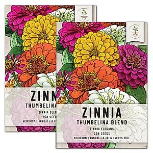 Seed Needs, Mixture of Thumbelina Zinnia Seeds for Planting (Zinnia elegans) Heirloom & Open Pollinated - Perfect for Cut Flowers (2 Packs)