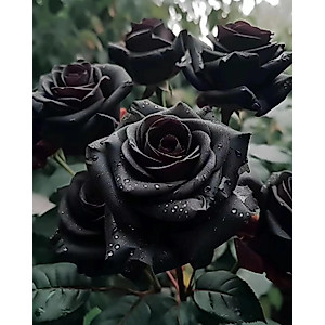 Rare Black Rose Seeds for Planting, Heirloom, No-GMO 200+ Beautiful Flower Seeds Home Garden Bonsai