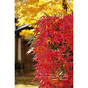 Canon DSLR Camera EOS Kiss X7 with EF-S18-55mm is STM - International Version (No Warranty)