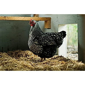 Premium Garden Straw (4 LBS) - Straw Mulch That is Designed for Use in Compost Beds, Gardens, Pet Bedding, Lawns and Much More. by Home and Country USA