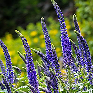 Outsidepride Veronica Spiked Speedwell Garden Flowers Attracting Bees, Butterflies & Hummingbirds - 1000 Seeds