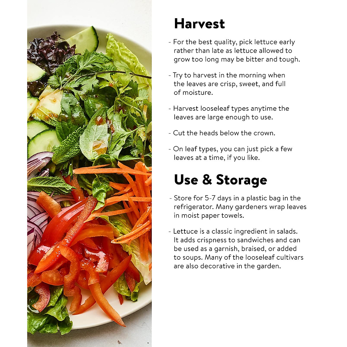 Burpee Looseleaf Blend Lettuce Seeds 1500 seeds