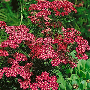 Outsidepride Perennial Achillea Yarrow Cerise Queen Garden Cut Flowers Attracting Butterflies - 10000 Seeds