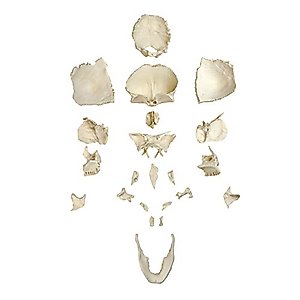 Parco Scientific PB00157 22-Part Totally Disarticulated Plastic Skull
