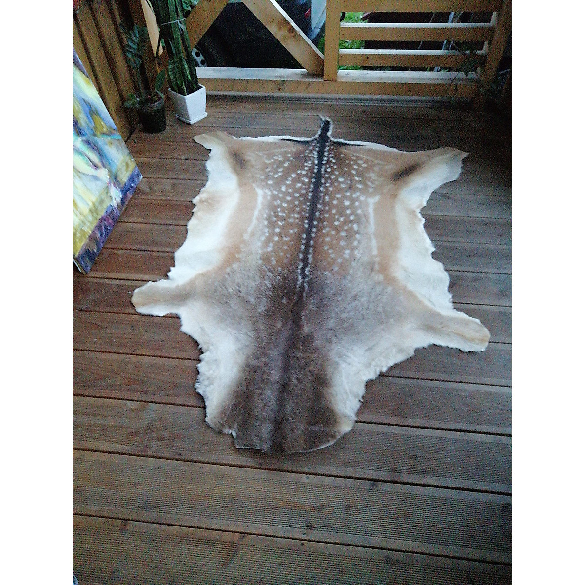 Robert Tartufferie Fallow Deer Skin Fur Hide pelt Rug Taxidermy Hunting Trophy