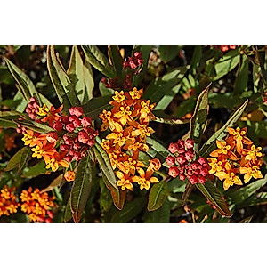 Waveliker Milkweed Seeds 300 Pcs Rare Asclepias Butterfly Monarch Milkweed Flower Seeds Plant Leaves Common Native Mix Colors