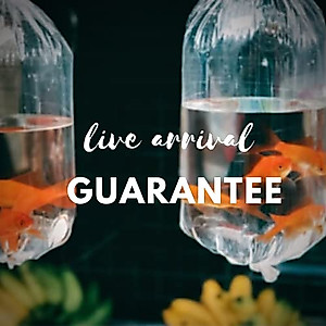 Gold SAILFIN Molly - Pack of 2 Fish Live Tropical Freshwater Aquarium Fish