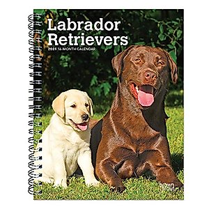Labrador Retrievers 2021 Calendar