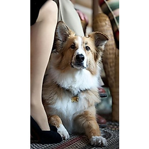 Darling Companion [Blu-ray]