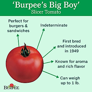 Burpee 61234E Big Boy Tomato, 125 seeds, Red