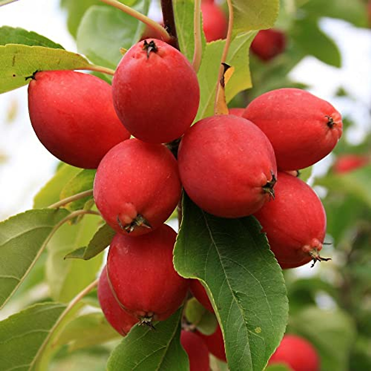 2 Dolgo Crabapple Trees Live Plants 12 to 22 Inc Tall, Crab Apple Fruits Crabapple Plants Seedling