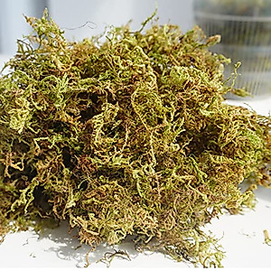 Yilotuce 7 oz Natural Orchid Moss for Potted Plants, Nice Soilless Potting Soil for Seedling and Cutting, Good Idea for Reptile Terrarium, Crafts, Garden Decoration