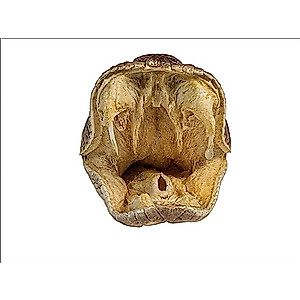 Chichester Inc Extra Large Real Rattlesnake Head : Open Mouth