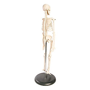 American Educational Skeleton Model, 17" Height