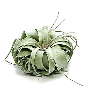 ragnaroc Live Air Plant - Tillandsia Xerographica, Jumbo 6-9” – 1 ct - Ideal for Gifts & Presents, Live Indoor Plants & Live House-Plants – Live Plants for Home décor