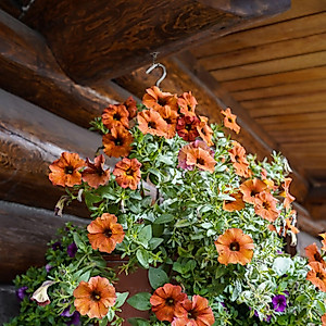 Svaitend 20 Pcs Screw Hooks, Pattern Carving Hooks Screw in Mug Hooks Metal Heavy Duty Screw Wood Wall Ceiling Hooks Plant Hooks Indoor Outdoor for Utensils Baskets Lights Wind Chimes Decor