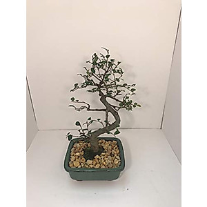 Bonsai Tree ELM (S Shaped) with Ceramic Pot 8 Years Old