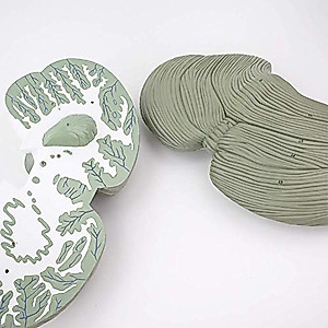 Teaching Model, 10 Scientific Human Anatomy - Human Cerebellum Structural Anatomical Model - Cerebellar Lobular Nucleus Human Brain Anatomical Nervous System Medical Education Aid Anatomy Biology