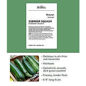 Burpee Fordhook Zucchini Summer Squash Seeds 50 seeds
