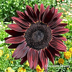1,000+ Sunflower Seeds for Planting - Mix of 9 Sunflower Varieties - Plant and Grow a Beautiful Sunflower Garden - Easy to Grow, Non-GMO Seeds