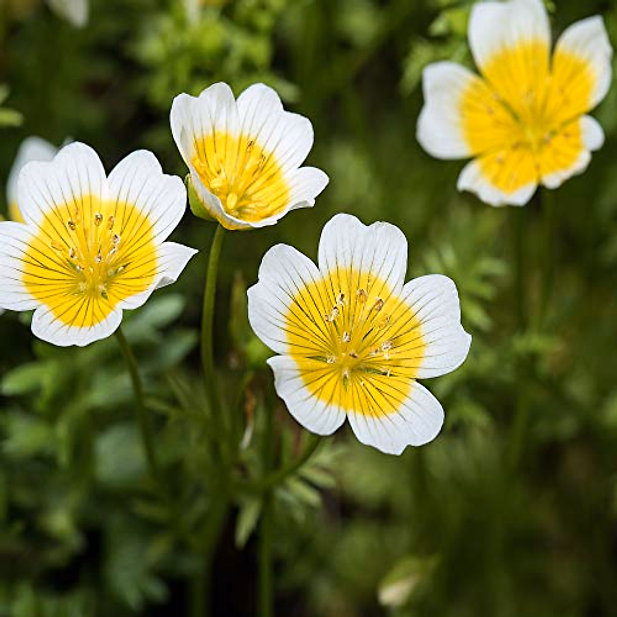 Outsidepride Limnanthes Douglasii Poached Egg Plant Garden Flower Seeds - 1000 Seeds