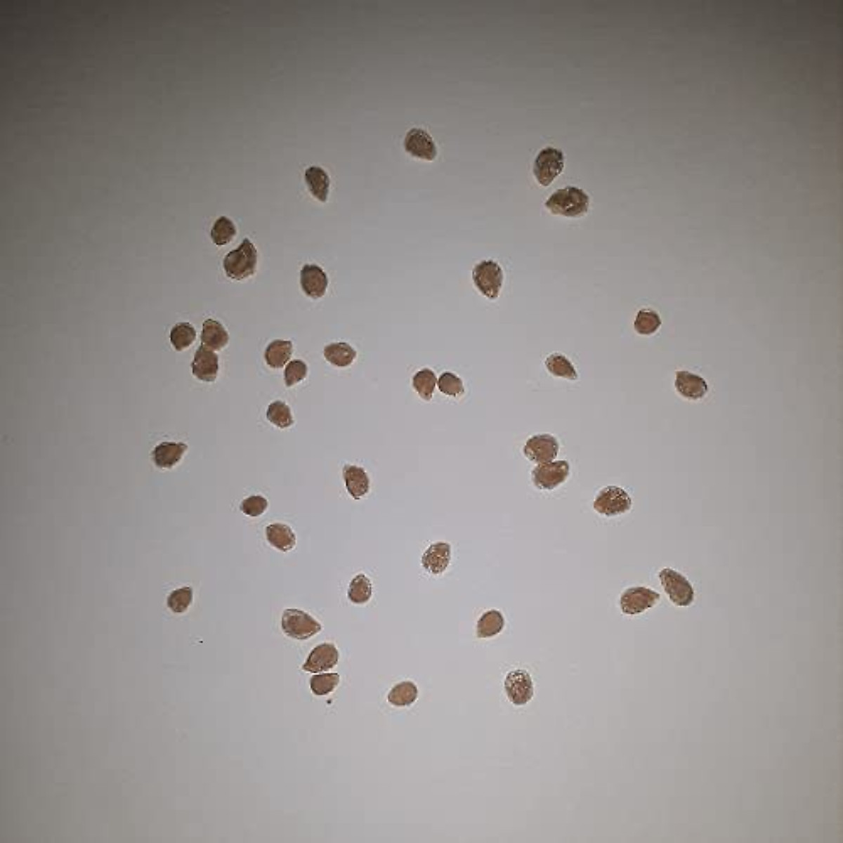 PAPAW'S GARDEN SUPPLY LLC. HELPING THE NEXT GENERATION GROW! Sweet Million Cherry Tomato Seeds, Non-GMO, 1 Pack of 25 Seeds