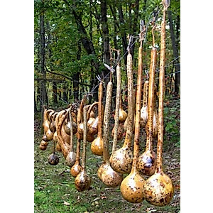 Dipper Gourd Seeds,12" long necks and bulbs with a diameter of 5-7"
