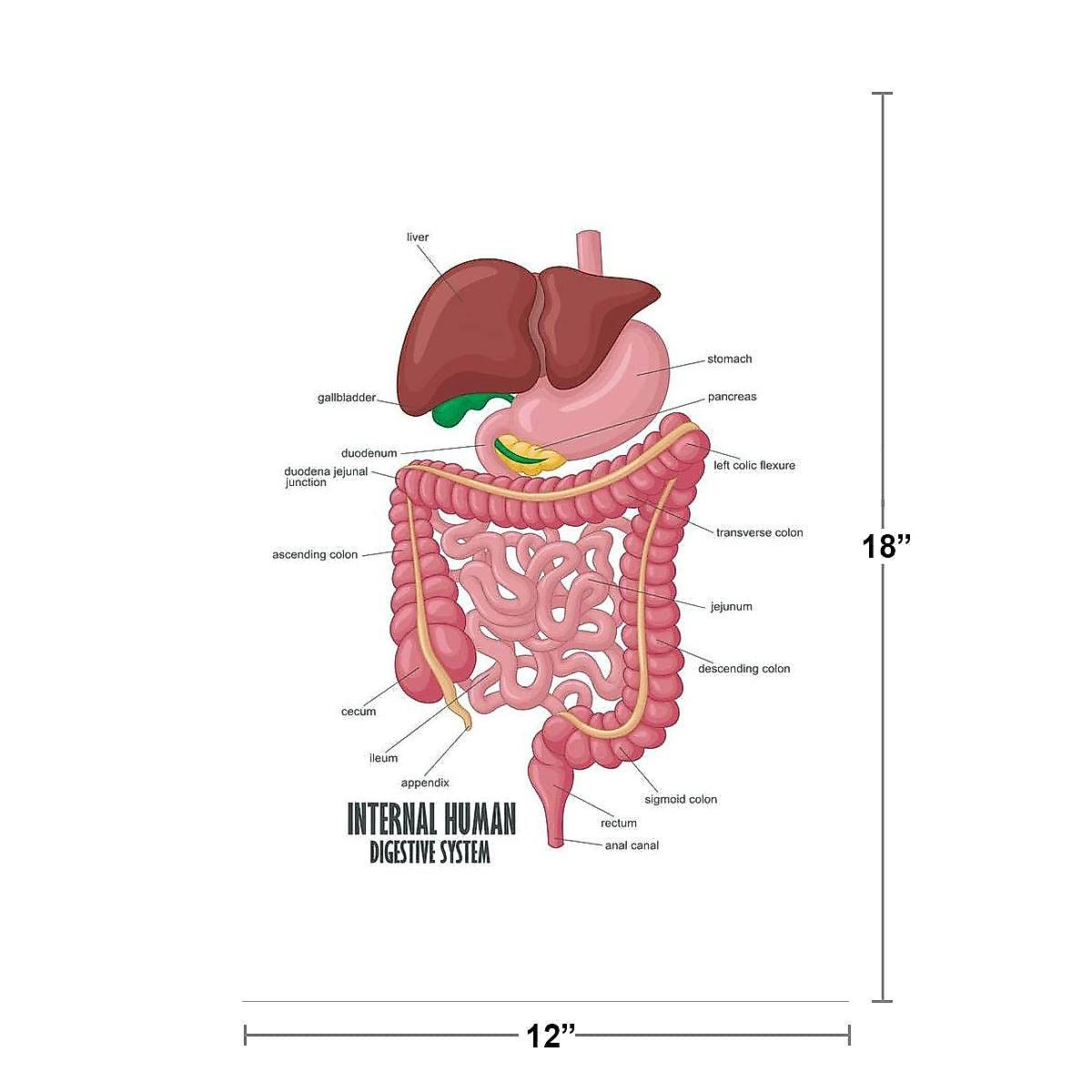 Internal Human Digestive System Illustration Human Anatomy Educational Chart Cool Wall Art Print Poster 12x18