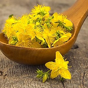 St. Johns Wort Seeds - 1/4 Pound - Herb Seeds, Open Pollinated Seed Attracts Bees, Attracts Pollinators, Ground Cover